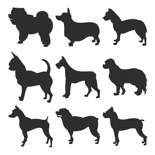 10+ Chow Chow Dog Silhouette Side View Vector Stock Illustrations ... 10+ Chow Chow Dog Silhouette Side View Vector Stock Illustrations ...