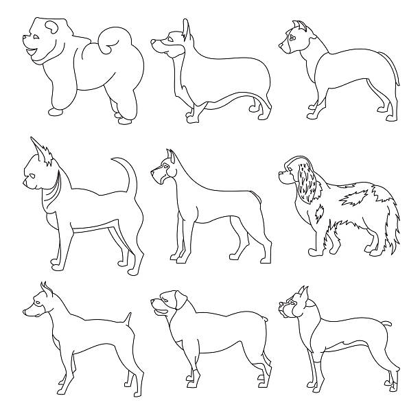 10+ Chow Chow Dog Silhouette Side View Vector Stock Illustrations ... 10+ Chow Chow Dog Silhouette Side View Vector Stock Illustrations ...