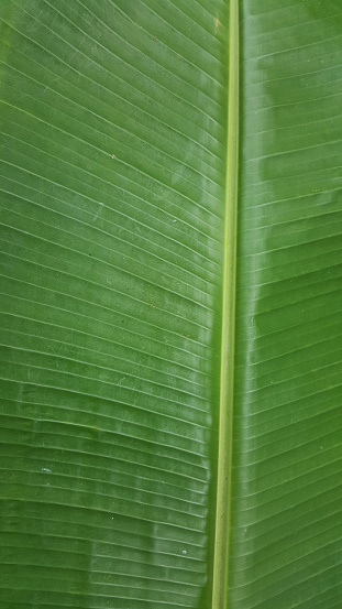 Pola Daun Pisang Latar Belakang Daun Pisang Foto Stok Unduh Gambar