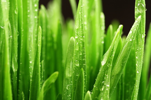 Blades Of Grass Extreme Macro Stock Photo - Download Image Now ... Blades Of Grass Extreme Macro Stock Photo - Download Image Now ...