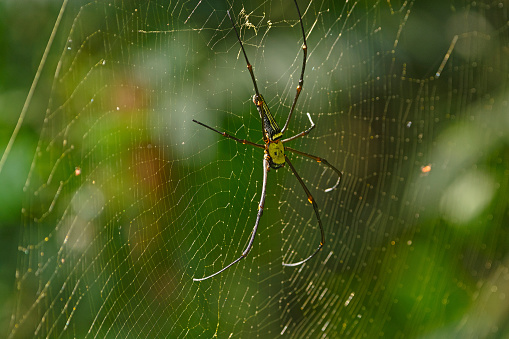 Pandangan Dorsal Dari Penenun Orb Raksasa Emas Foto Stok - Unduh Gambar ... Pandangan Dorsal Dari Penenun Orb Raksasa Emas Foto Stok - Unduh Gambar ...