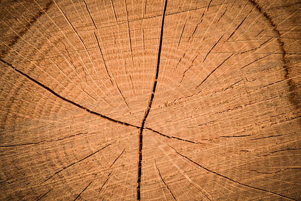 Free picture: Cross section of round tree trunks close-up texture