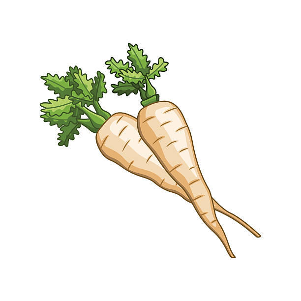 Parsnips Drawing Illustrations Royalty Free Vector Graphics And Clip Art Istock
