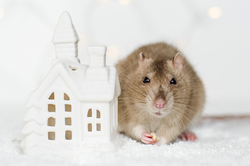 Lucu Wajah Tikus Makan Suguhan Di Natal Rumah Skandinavia Bisa Foto