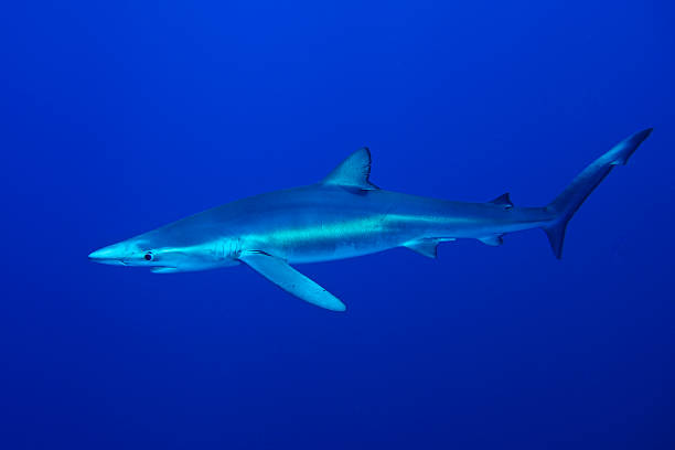 Blue Shark Pictures | Download Free Images on Unsplash