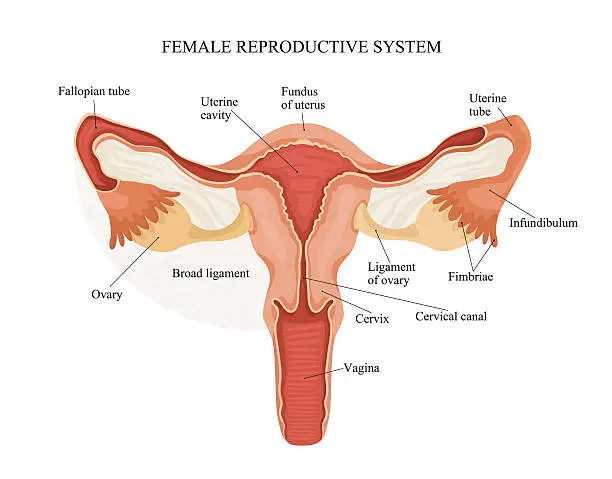 Free Female Reproductive Anatomy Clipart Images Freeimages