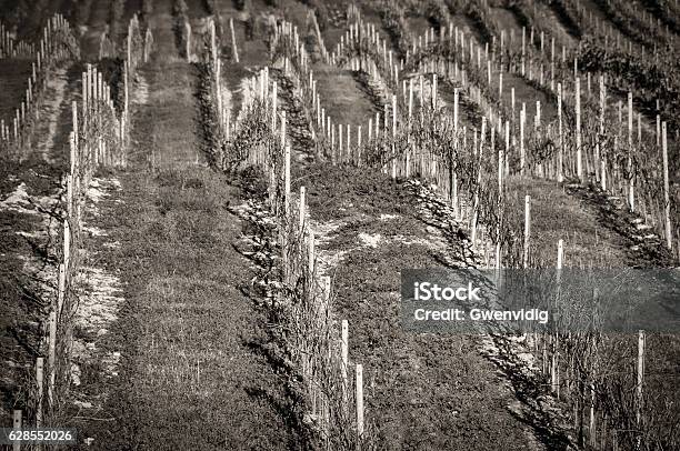 Vignoble En 누아 동부 표준시 블랑 포도밭에 대한 스톡 사진 및 기타 이미지 포도밭 흑백 0명 Istock