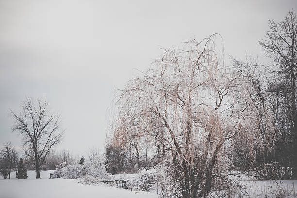 Free picture: frosty, winter, rain, ice crystal, branches, trees, wood ...