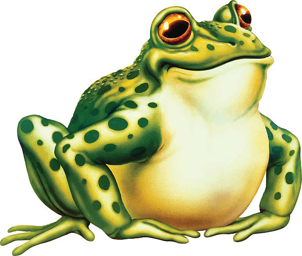 6900 Katak Lembu Katak Foto Foto Foto Stok Potret And Gambar Bebas