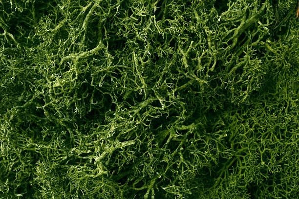 500+ Moss Texture Pictures [HD] | Download Free Images on Unsplash