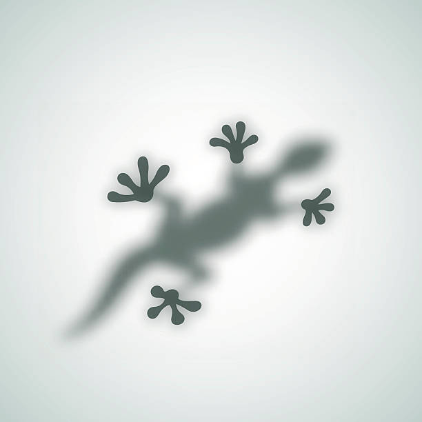 4500 Tokek Ilustrasi Grafik Vektor And Clip Art Bebas Royalti Terbaik Istock