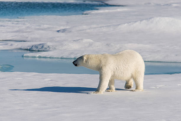 1.000+ Polar Bears Global Warming Fotografías de stock, fotos e ... 1.000+ Polar Bears Global Warming Fotografías de stock, fotos e ...