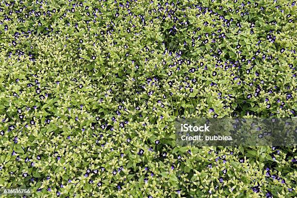 V자형 뼈 꽃 0명에 대한 스톡 사진 및 기타 이미지 0명 공원 관목 Istock