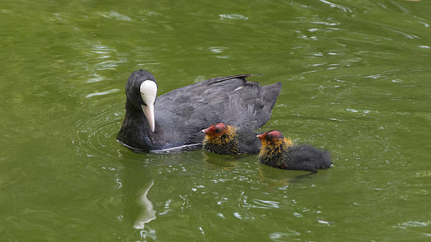 Free picture: horned, grebe, feeding, chick