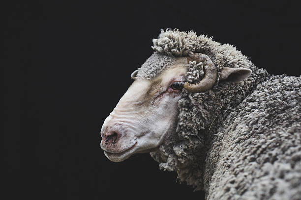 Free Stock Photo of Sheep on Black Background | Download Free Images ...