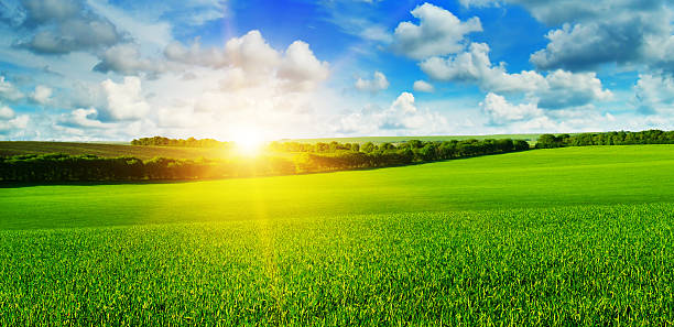 Free Stock Photo of Sunrise and grass | Download Free Images and Free ...
