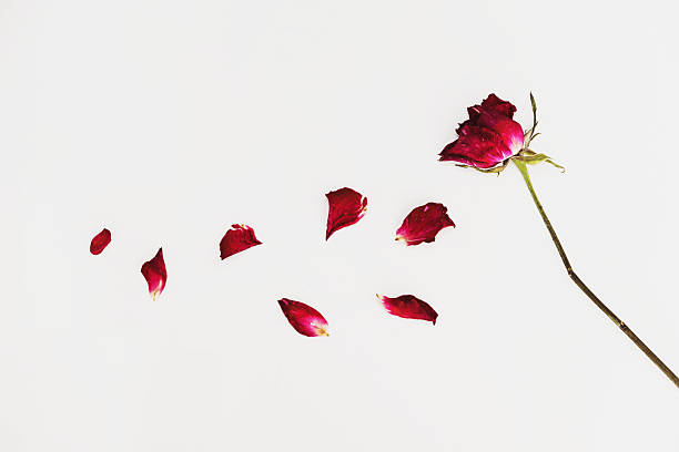 1K+ Sad Flower Pictures | Download Free Images on Unsplash