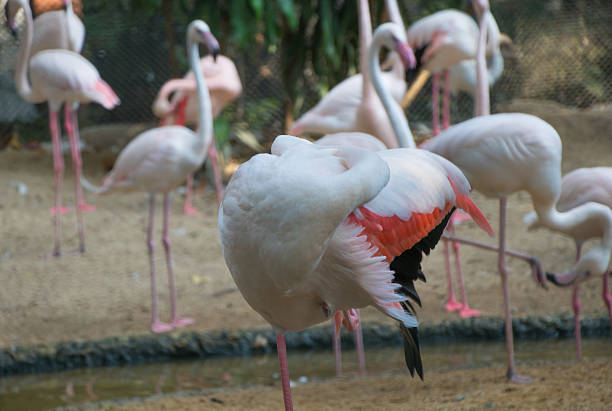 Free picture: Dead flamingo bird on the ground (Phoenicopterus roseus)