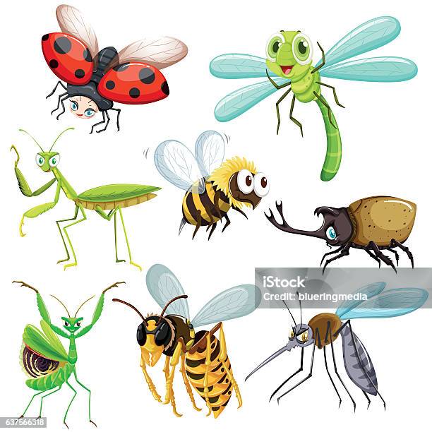 Set Of Different Types Of Insects向量圖形及更多一個物體圖片 一個物體 切斷 剪貼畫 Istock