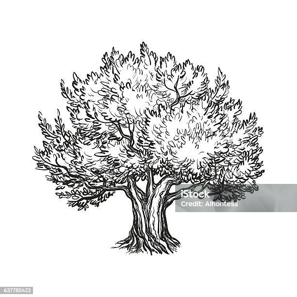 Vector Illustration Of Olive Tree向量圖形及更多樹圖片 樹 橄欖樹 畫畫 動態活動 Istock