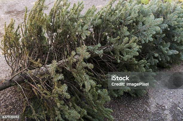 Old Christmas Tree 照片檔及更多 聖誕樹 照片 聖誕樹 循環再造 舊的 Istock