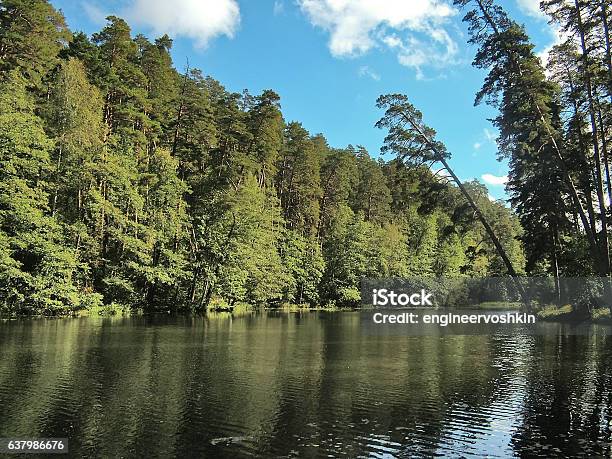 Pohon Pinus Di Tepi Sungai Moshlyayka Foto Stok Unduh Gambar Sekarang Air Alam Bagian