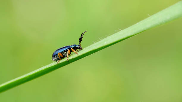 Bettle Pictures | Download Free Images on Unsplash
