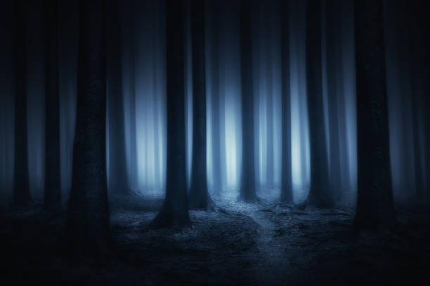 Spooky Woods Pictures | Download Free Images on Unsplash
