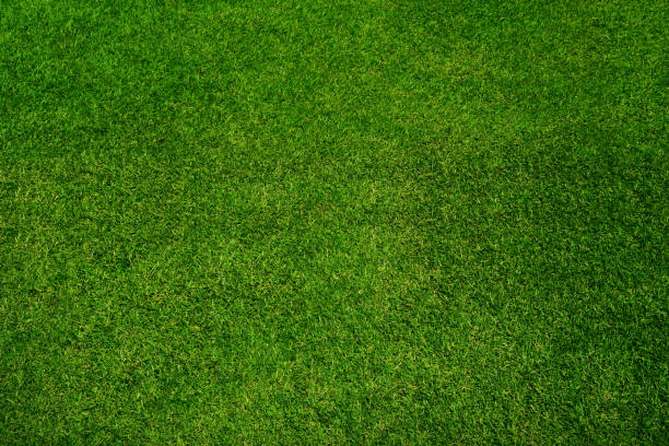 3800 Grass Top View Stock Illustrations Royalty Free Vector Graphics And Clip Art Istock