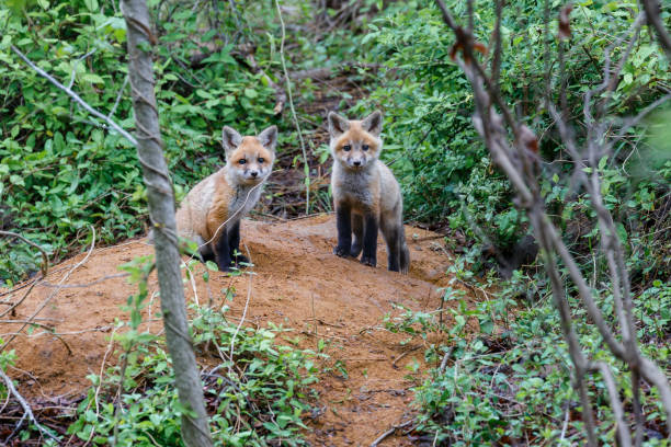 Free picture: two, baby, red, foxes