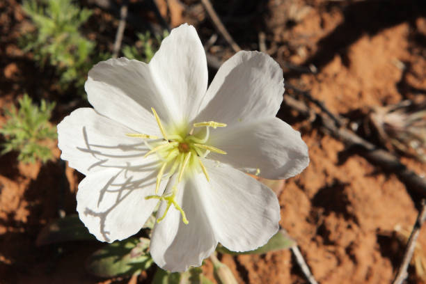 Free picture: gumbo, lily, flower, evening primrose, oenothera, caespitosa