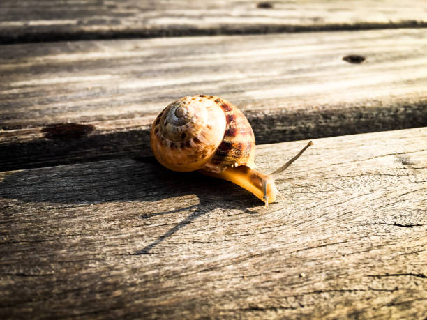 Free picture: Light brown snail shell on wooden plank in shadow close-up