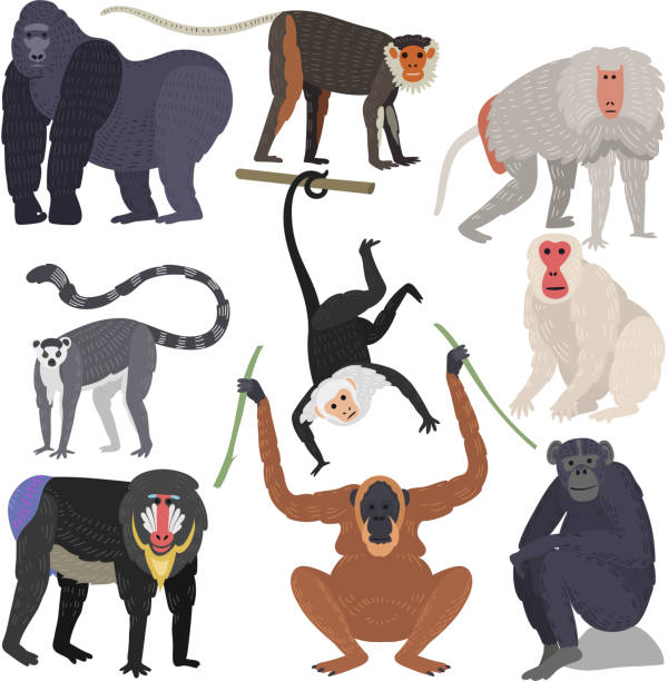 Imagen de Diferentes tipos de vectores animales raros monos juego ... Imagen de Diferentes tipos de vectores animales raros monos juego ...