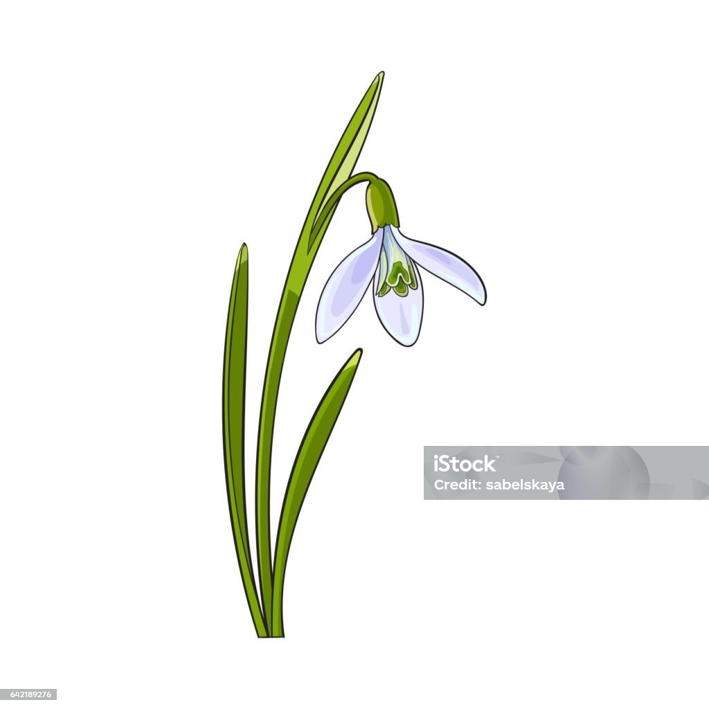 Single Galanthus Snowdrop Spring Flower With Stem And Leaves Stock