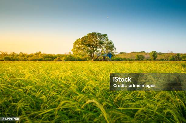 Pemandangan Panorama Lanskap Lapangan Hijau Dengan Nasi Saat Matahari ... Pemandangan Panorama Lanskap Lapangan Hijau Dengan Nasi Saat Matahari ...