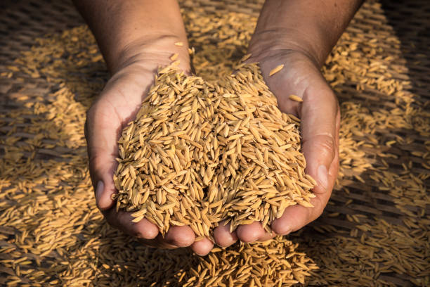 Rice Harvest Pictures | Download Free Images on Unsplash