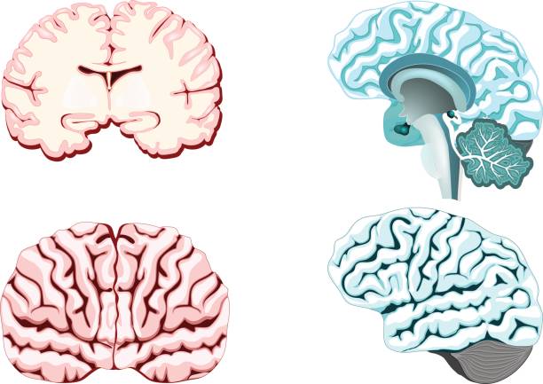Midsagittal Section Of The Brain Color Coded