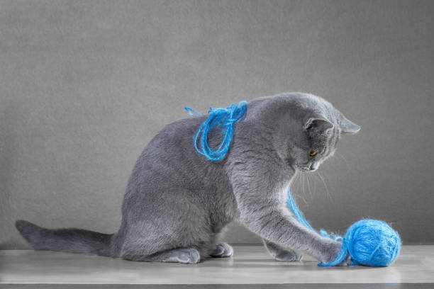 Blue Cat Pictures | Download Free Images on Unsplash