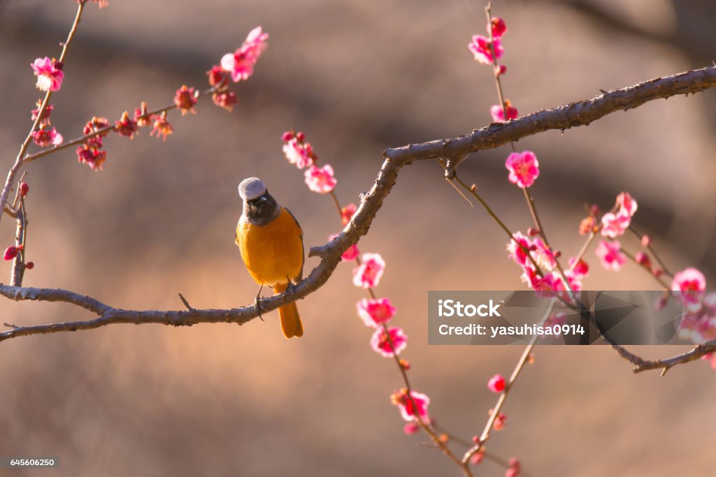 Daurian Redstart 조류와 새로운 일본 붉은 매 화 꽃 쇼와 기념 공원 도쿄 일본 Hanami에 대한 스톡 사진 및