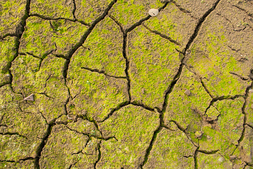 Cracked Ground Cover With Moss Stock Photo - Download Image Now - Arid ... Cracked Ground Cover With Moss Stock Photo - Download Image Now - Arid ...