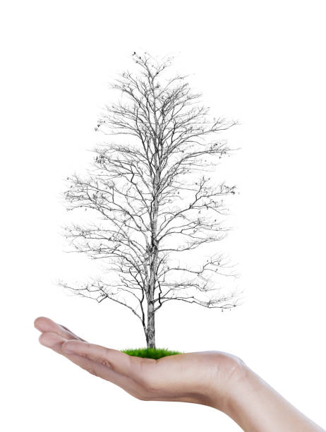 Hand Tree Bark - Free photo on Pixabay
