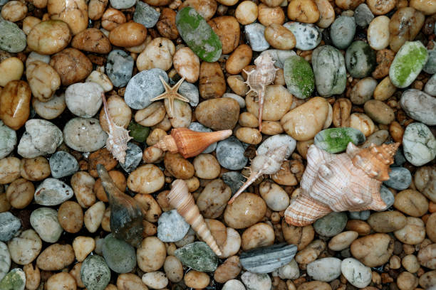 Free Stock Photo of Group of Seashells Scattered on the Ground ...