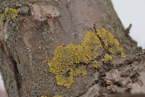 Xanthoria Parietina입니다 노란 나무 줄기에 이끼가까이 0명에 대한 스톡 사진 및 기타 이미지 0명 거친