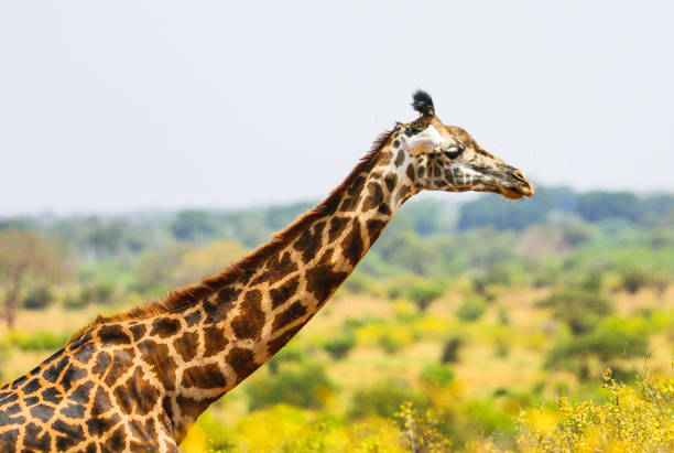 Girafa Pictures | Download Free Images on Unsplash