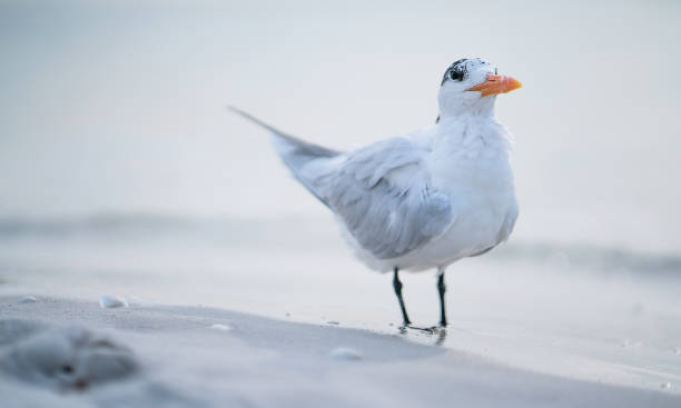 10+ Free Royal Tern & Tern Photos - Pixabay