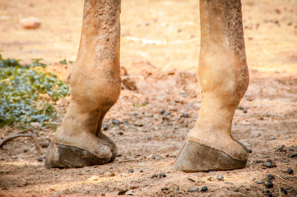 740 Giraffe Hooves Fotografías De Stock Fotos E Imágenes Libres De