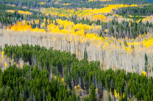 Free colorado spruce stock photos. Download the best free colorado ...