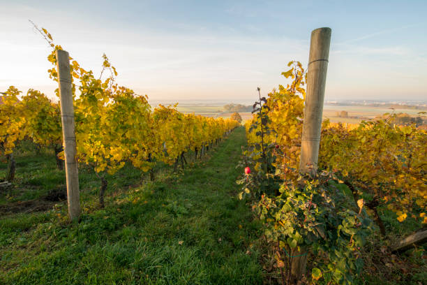 Vinery Pictures | Download Free Images on Unsplash