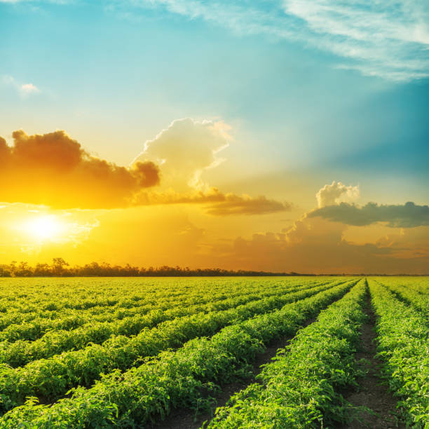 Tomato Field Pictures | Download Free Images on Unsplash