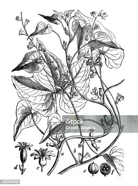 식물학 식물 골동품 조각 그림 Dioscorea Communis 검은색에 대한 스톡 벡터 아트 및 기타 이미지 Istock